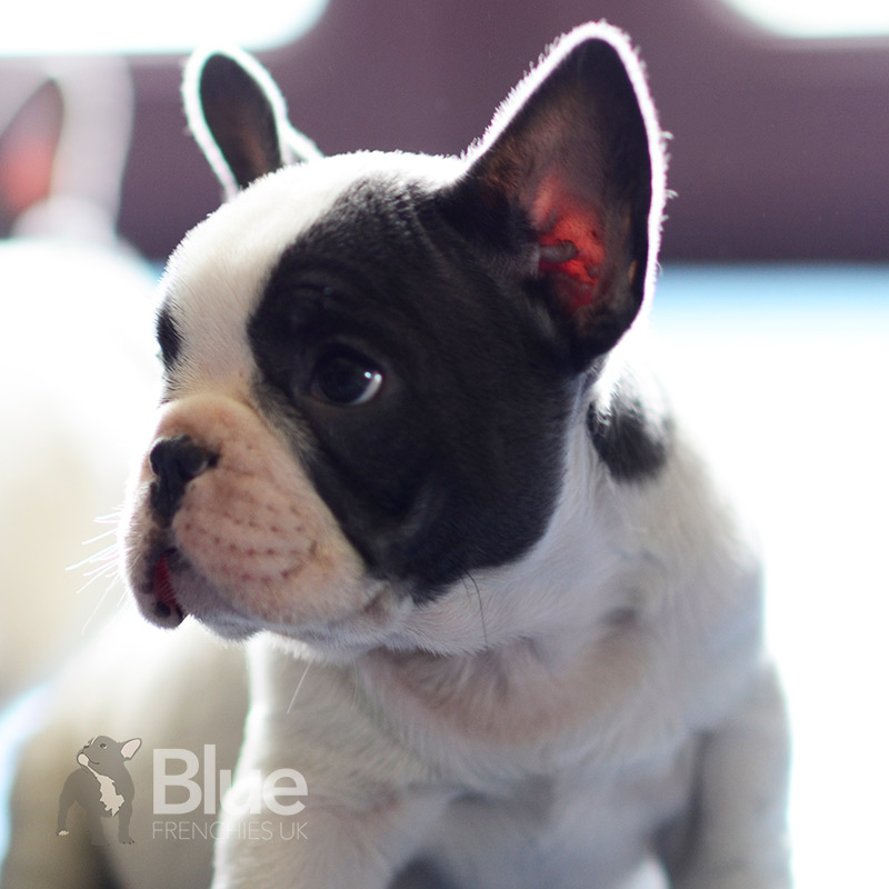 cat - Blue Frenchies UK