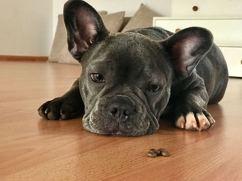 image1 - Blue Frenchies UK