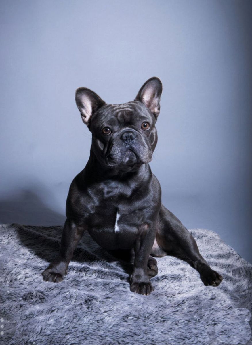 Milo 1 - Blue Frenchies UK