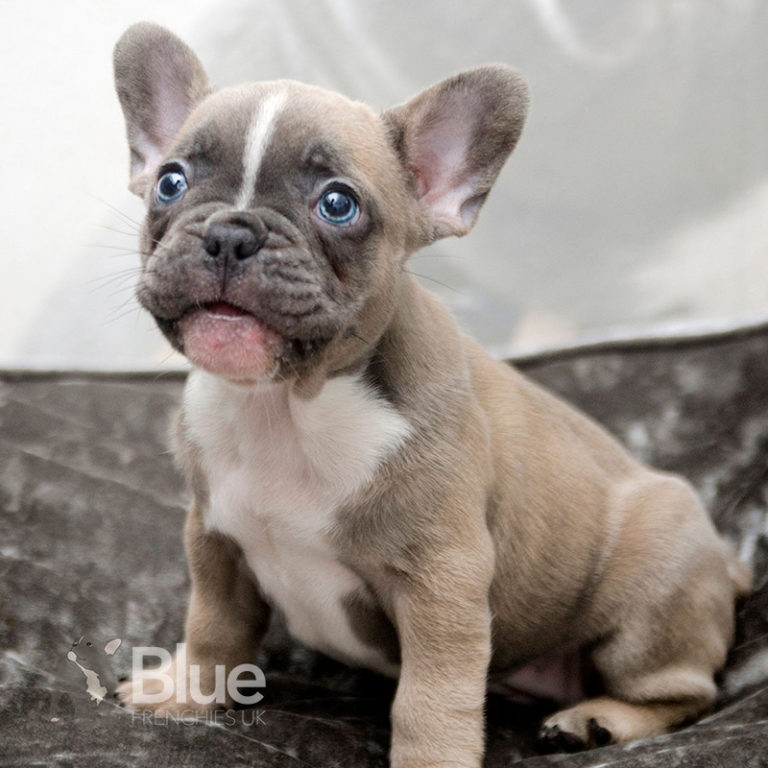 Blue Frenchies UK – Assured Kennel Club Breeders of French Bulldogs