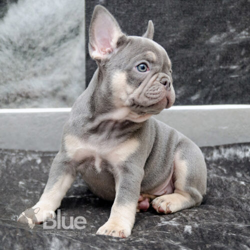 Novato - Blue Frenchies UK